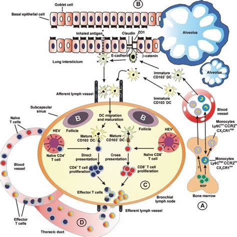 Pdf Development And Functional Specialization Of Cd103 Dendritic Cells
