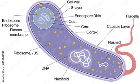 Detailed And Labeled Vector Illustration Of Clostridium Difficile