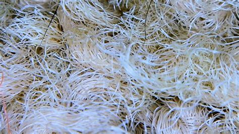 Takmly Digital Microscope Fun And Educational Podfeet Podcasts