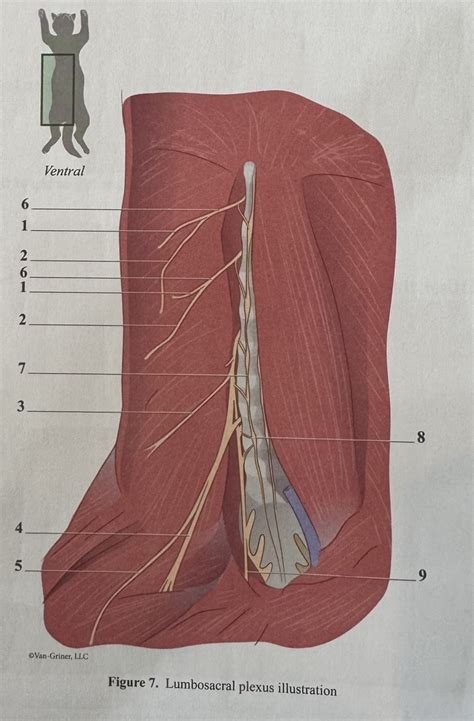 Lab 3 Lumbosacral Plexus Diagram Quizlet