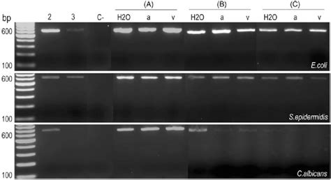 Detection Limit For Column Based Method Detection Limit Of Dna Download Scientific Diagram