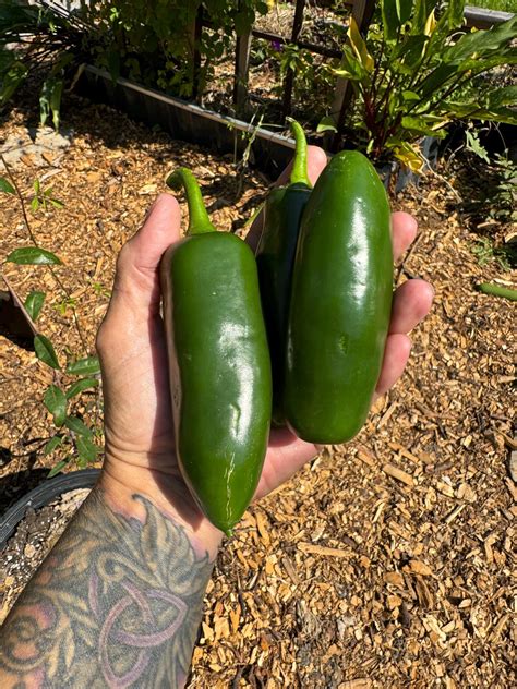 Giant Jalapeno Pepper Seeds Etsy Stuffed Jalapeno Peppers Seeds