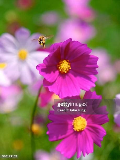 Jung Bug Photos And Premium High Res Pictures Getty Images