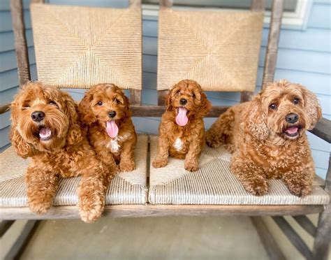 Best Cockapoo Breeders In California Top 8 We Love Doodles