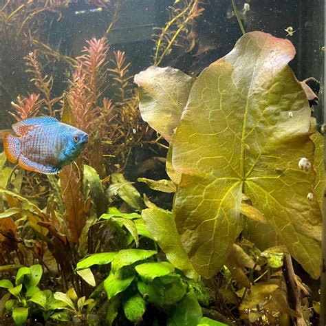 Warf Would Like To Know Why This ‘dwarf Aquarium Lily Grows 6” Leaves And Is Planning Full Tank