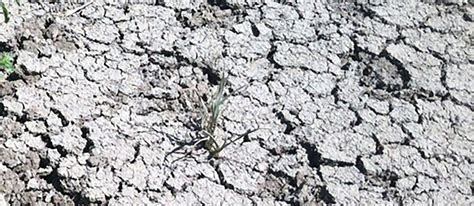 Dry Soil At Sacramento National Wildlife Refuge Complex