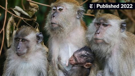 8 Charged In Scheme To Smuggle Endangered Monkeys From Asia Us Says