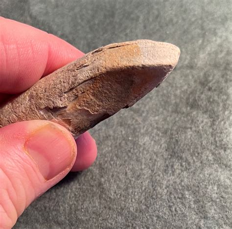 One More Odontocete Tooth Pliocene Fossil Id The Fossil Forum