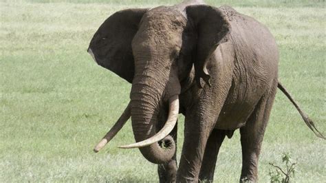 Kenyan Safari 27 January 2023 A Trip To Africa