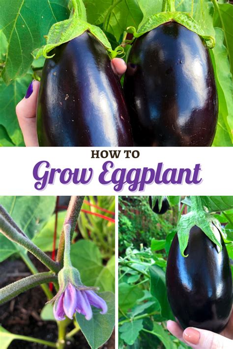 How To Grow Eggplant Artofit