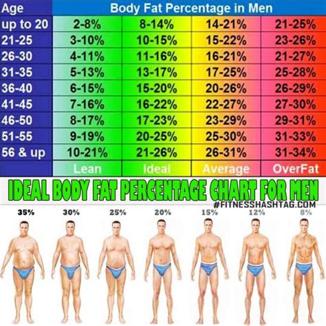 Different Body Fat Percentages Male Sekaquest