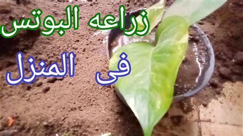 زراعه نبات البوتس فى المنزل وتكاثر البوتس فى المنزل🌿🌿🌱 Youtube