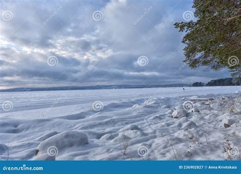 Pine Trees On The Shore Of A Snowy Lake Stock Image Image Of Nature
