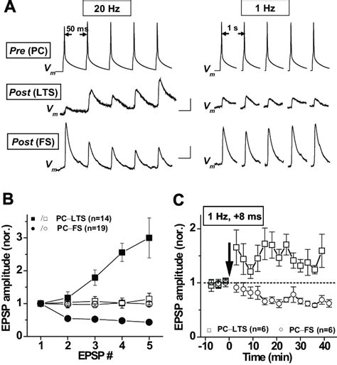 Target Cell Specific Stdp Is Independent Of Short Term Synaptic