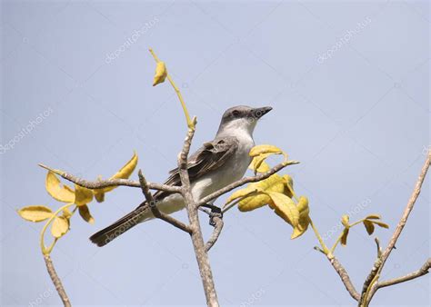 Palabra Pitirre En El Diccionario