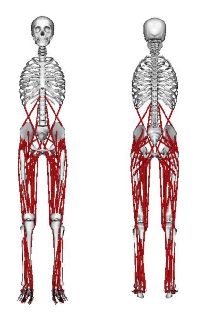 3 The Gait2392 Model With 92 Actuators Representing 76 Muscles