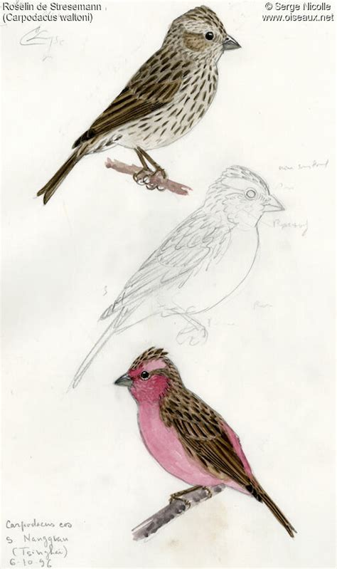 Pink Rumped Rosefinch 1 Alphabetic Order By Serge Nicolle Refseni