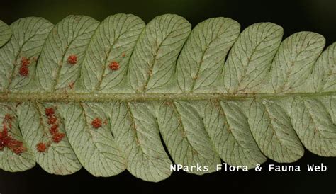 Nparks Sphaeropteris Squamulata