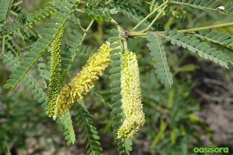 9 Best Desert Trees For Arizona Landscapes In 2025
