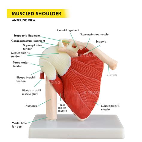 Shoulder Anatomy Muscles Rotator Cuff Anatomy Muscles Function And