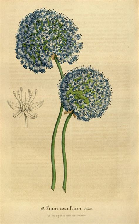 These Vintage Botanical Illustrations Will Have You Gaping In Wonder