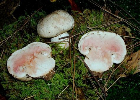 Agaricus Bernardii Quélet Schede Dei Funghi Basidiomycota Agaricales Agaricaceae Agaricus