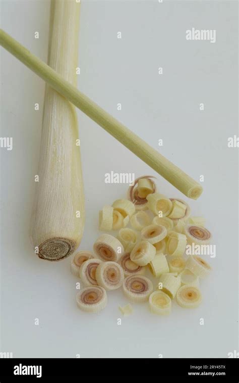 Lemon Grass Cymbopogon Citratus Plants True Grass Gramineae