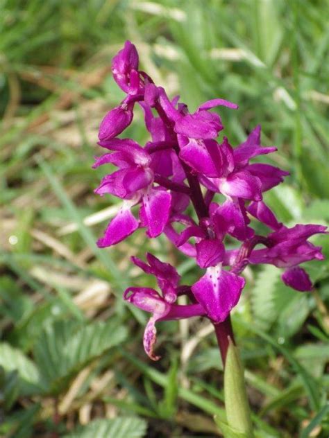 Botany Winskill Above Langcliffe Upper Wharfedale Field Society