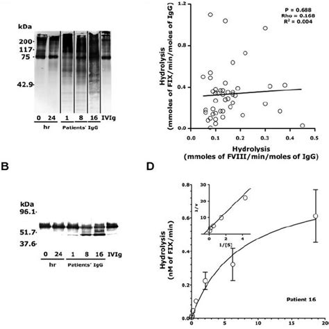Proteolytic Activity Of Igg Purified From The Plasma Of Patients With