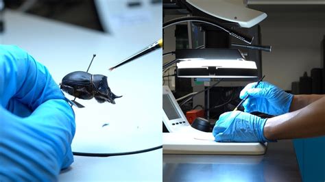 Preparing A Dung Beetle For Imaging Inside Laboratories Tee Lab