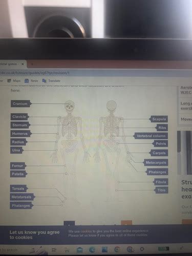 Skeletal System Flashcards Quizlet