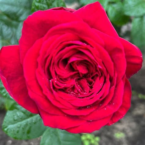 David Maxwell Youtube