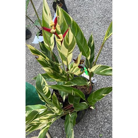 Heliconia Variegated Outdoor Plants Shopee Malaysia