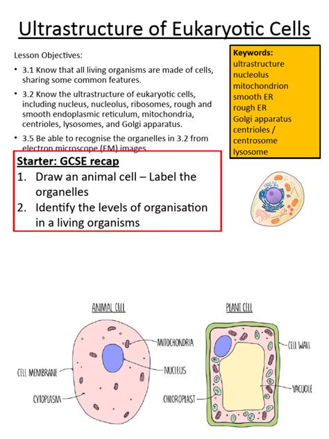 Ultrastructure Of Eukaryotic Cells Pdf Endoplasmic Reticulum