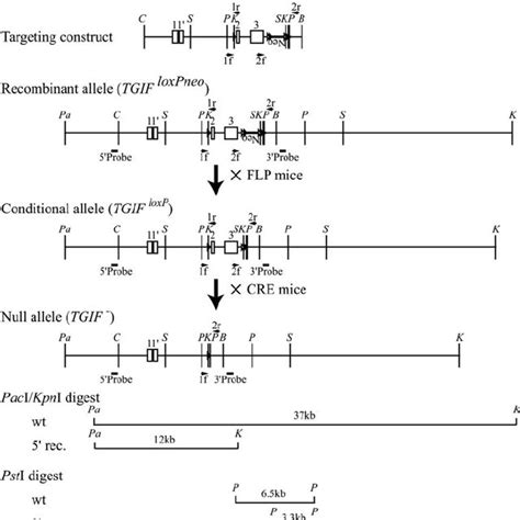 Conditional Knockout Strategy For The Targeted Disruption Of T In