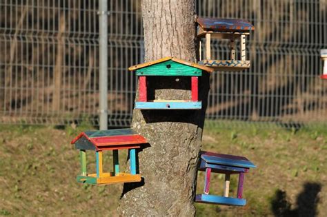 Premium Photo Four Bird Feeder On The Tree