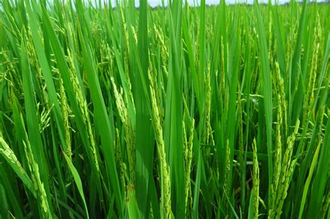 Blossom Rice Leaf Green Free Photo On Pixabay Pixabay