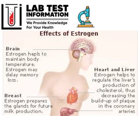 Estradiol Test