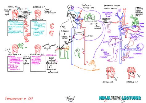 Cardiovascular Pathology 01 Pathophysiology Of Chf Key Human