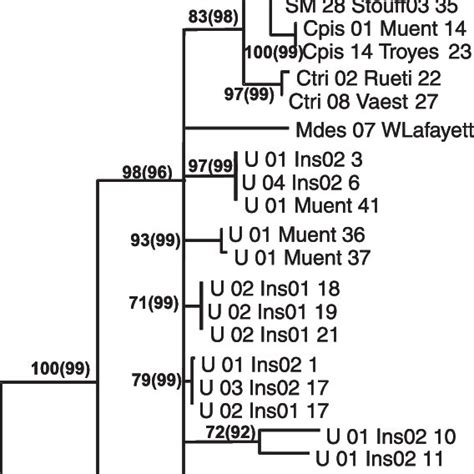 maximum likelihood dendrogram showing genetic relatedness among
