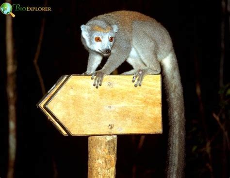 Crowned Lemur Eulemur Coronatus Lemur Species Facts