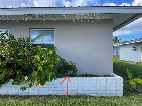 This Is My Passion Fruit Vine How Can I Trellis It In This Space To Let It Grow More In