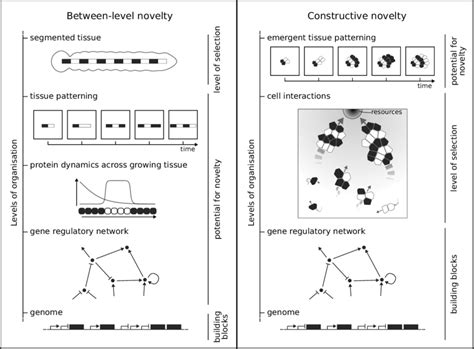 Two Forms Of Evolutionary Novelty In Computational Models Between Level Download Scientific