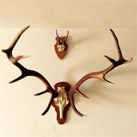Small Antlers Images Free Download On Freepik