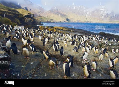 Macaroni Penguin Eudyptes Chrysolophus Colony On Coast South Georgia