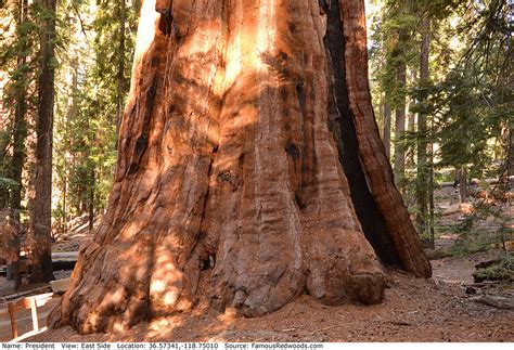 President Tree Famous Redwoods