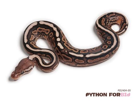 ♀cinnamon Spotnose Yb Arroyo Od 66het Clown Pythonforbid．pd球蟒