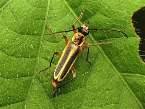 An Overview Of Beetles With Stripes