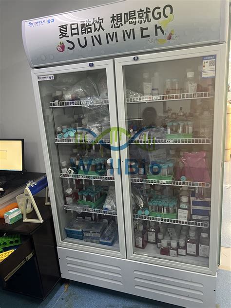 Transwell细胞功能实验服务维世尔生物