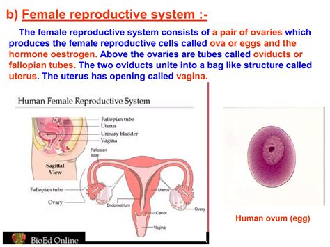 How Do Organisms Reproduce Ppt